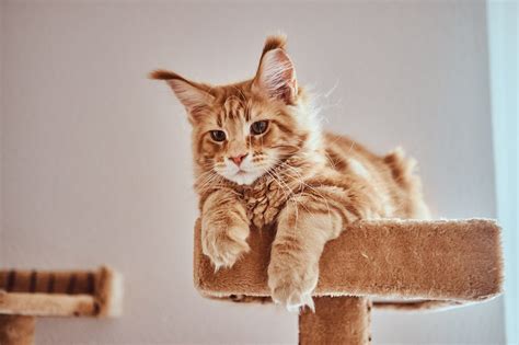 The Biggest Cat Breeds In The World🙄 Descubra As Vantagens E