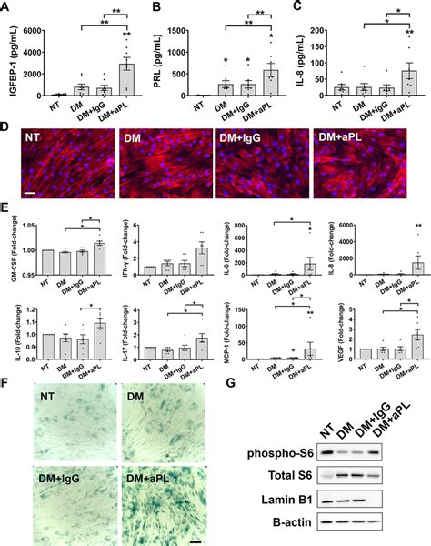 Antiphospholipid Antibodies Apls Increased Decidualization And Download Scientific Diagram