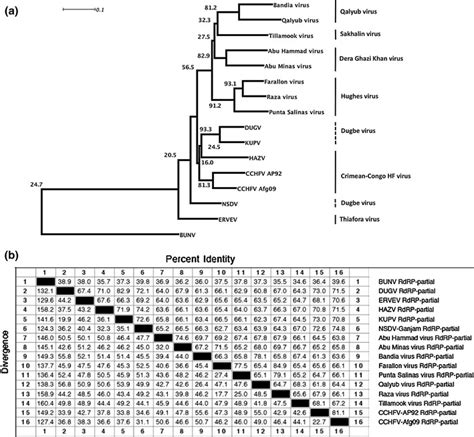 A Neighbor Joining Phylogenetic Tree Of A 442 Bp Fragment 413 Bp