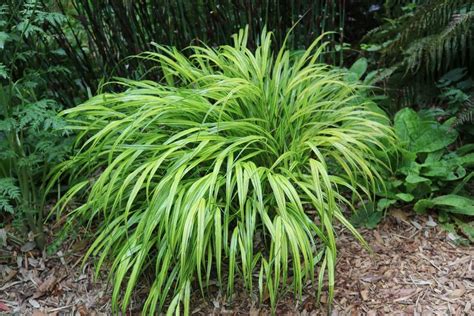 Japanese Forest Grass Hakonechloa Macra Growing Guides