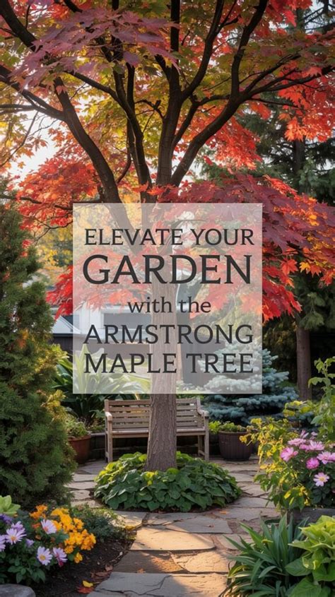 Armstrong Maple Tree A Comprehensive Guide To Growing This Elegant Columnar Beauty 2024
