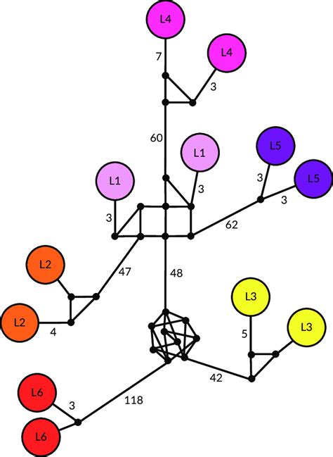 haplotype network based on three concatenated mitochondrial genes 16 download scientific