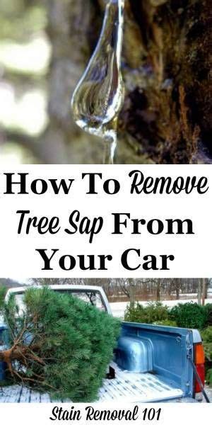 How To Remove Tree Sap From Car Remove Tree Sap Tree Sap Cleaning Hacks