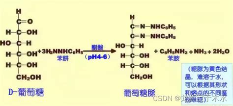 2生物化学与分子生物学——糖类 六元环糖的编号 Csdn博客