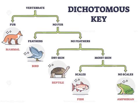 20 Exciting Middle School Activities Using Dichotomous Keys Teaching Expertise