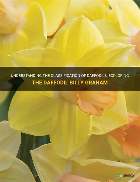 Understanding The Classification Of Daffodils Exploring The Daffodil Billy Graham Shuncy
