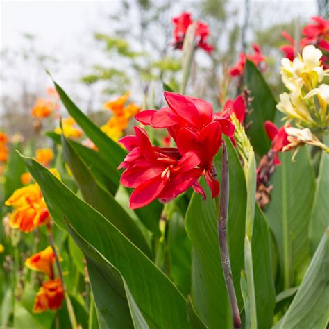 5 Easy But Unusual Flowers To Grow For Extraordinary Displays Ideal Home