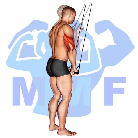 31 Triceps Brachii Exercises For Men By Equipment Type