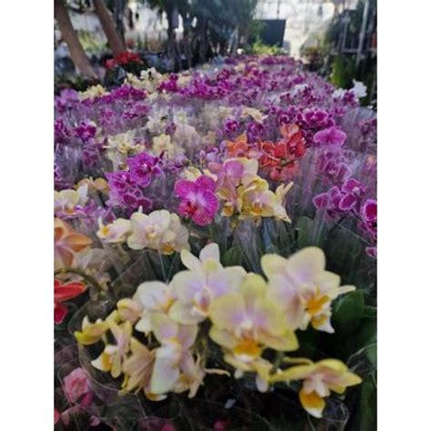 Орхидеи Фаленопсис Мини от Plants Bg с отлична цена