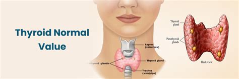 Thyroid Normal Values For A Healthy Body