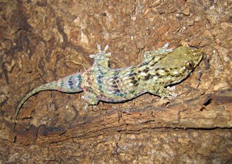 Western Banded Gecko Care Sheet Artofit