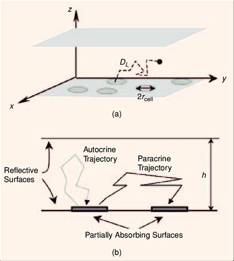 Models Of Ligand Diffusion And Binding In Autocrine Systems A In Our Download Scientific