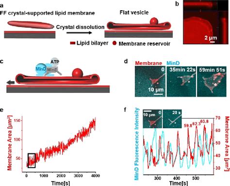 Min Oscillations Drive Spreading Of Flat Vesicles A Schematic