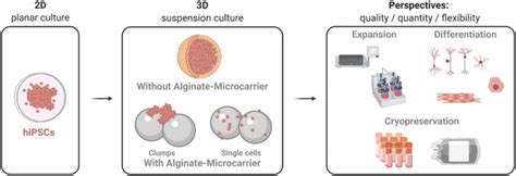 Ipsc Expanding Service Creative Bioarray Creative Bioarray