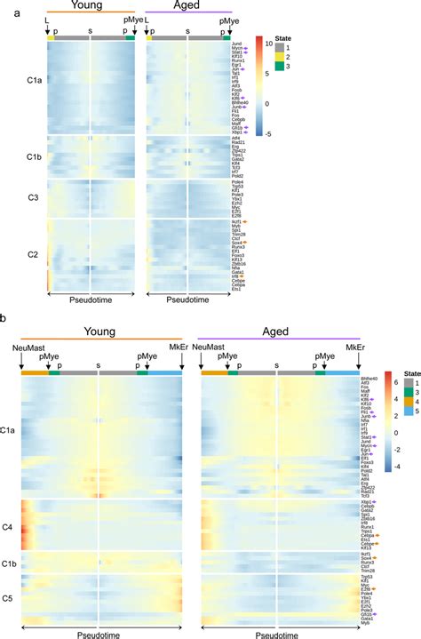 Hspc Differentiation Trajectory Associates With Transcriptional Download Scientific Diagram