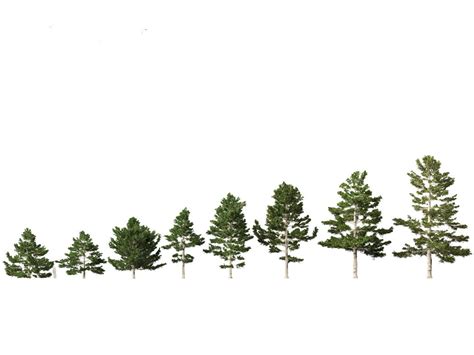Pinus Strobus Eastern White Pine 3d Model Download Trees On