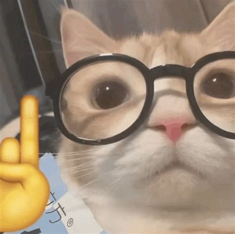 Cat Nerd Meme Cat Nerd Nerd Emoji Discover Share GIFs