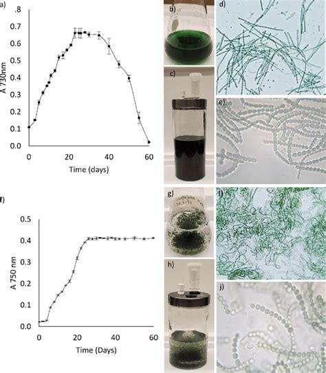 Data For Trichormus Variabilis A Growth Curve B Bench Scale Growth Download Scientific