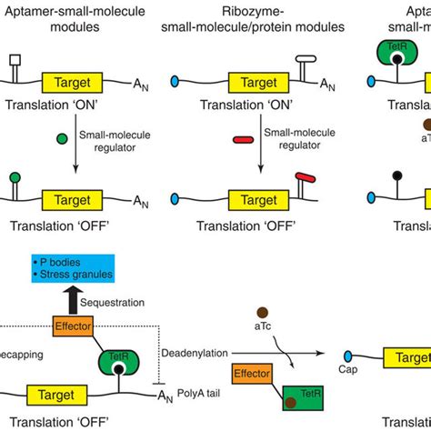 Integrating A Synthetic Rnaprotein Interaction Module With Native