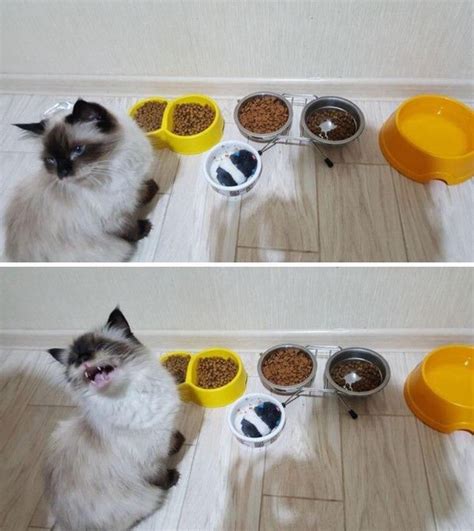 Когда твоя кошка считает что у неё нет еды Идеи для жизни