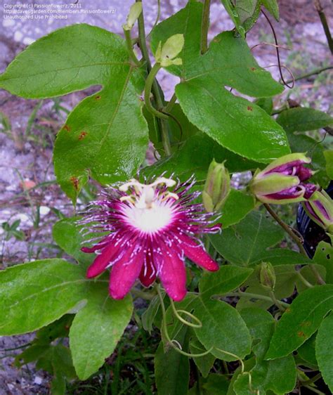 Plant Identification Closed Please Help Me With This Passiflora