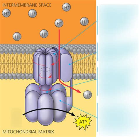 ATP Synthase Test 1 Diagram Quizlet