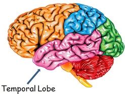 Temporal Lobe Facts Position In Brain Summary Function