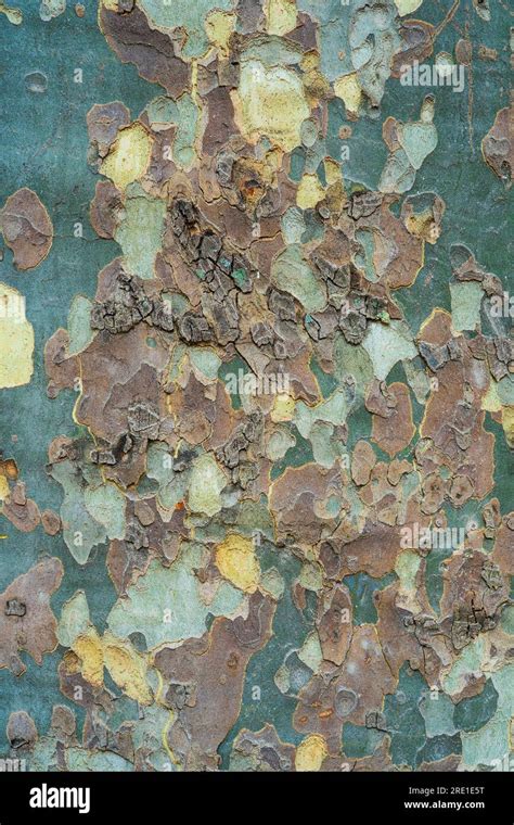 Vertical Closeup View Of Plane Tree Bark Natural Green And Brown Textured Background Army