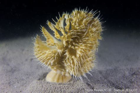 Pteroeides Griseum Doris