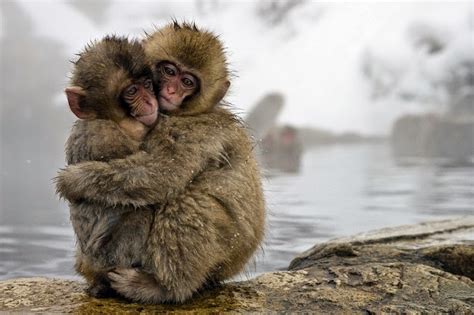 9 Adorable Pics Of Snow Monkeys Of Jigokudani Also Known As Japanese