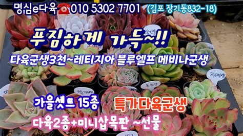 명심e다육 푸짐하게가득 채워 가을셋트15종에선물3가지🍁군생다육특가 잡으세요🍁3천원 블루엘프 메비나군생 덴트라쨈등🍁특가다육군생