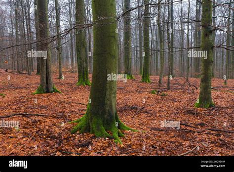Beech Trees Fagus Sylvatica Stem Foots Covered In Moss In Forest
