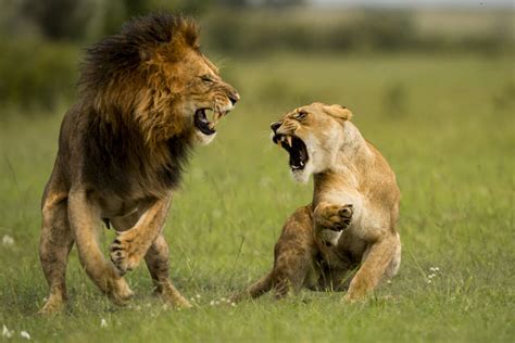 The Social Cat Lion Social Behavior In Prides And Coalitions Paws