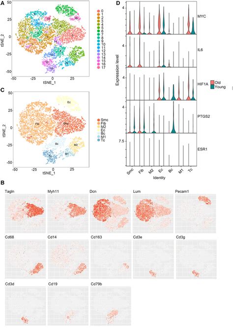 single cell rna sequencing results a reduced dimensional plot of