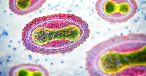 The Synthetic Yeast Genome Research Has Produced A Strain With More Than 50 Synthetic Dna Qs