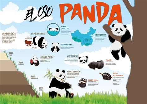 Panda Life Cycle Infographic Diagram Showing Different Off 33060 The Best Porn Website
