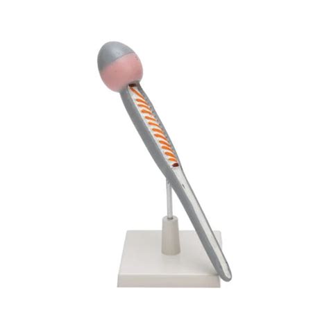 Buy Human Sperm And Egg Model Enlarged Fertilization Teaching Model Fo