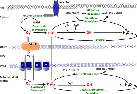 Cellular Homeostasis Of Reactive Oxygen Species Ros Download Scientific Diagram