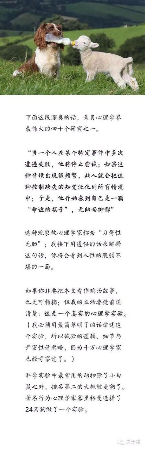 你墮落了嗎警惕習得性無助自最偉大的40個心理學實驗 每日頭條