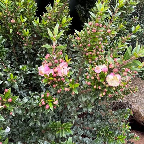 Myrtus Microphylla 8l Small Leaf Myrtle The Boma Garden Centre
