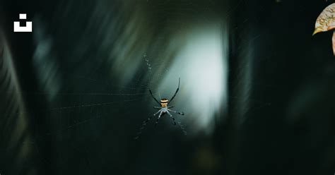 거미줄에 앉아 있는 검은색과 노란색 거미 사진 Unsplash의 무료 녹색 이미지