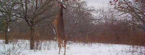 Fruit Trees For Deer Blue Hill Wildlife Nursery Buy Wildlife Trees