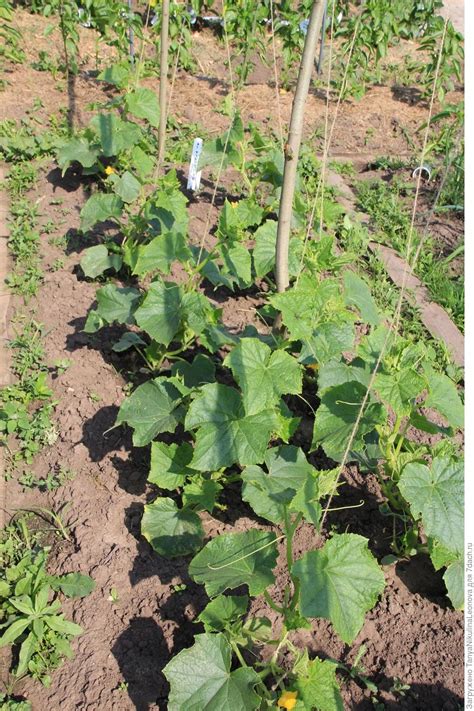 Огурец "Крокодил Гена F1". Цветение, уход