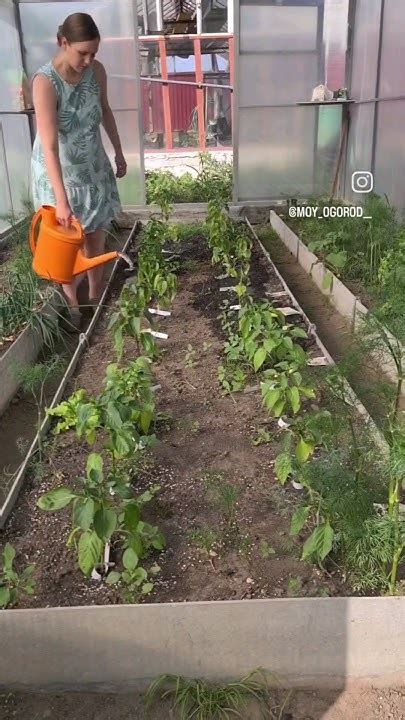 Подкормка кальциевой селитрой #перец #сад #огород #garden #gaming # ...