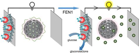 Self Powered Fen1 Biosensor Based On Accelerated Crisprcas Trans
