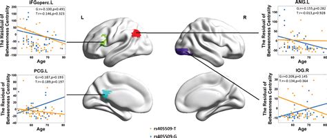 The Effects Of An Apoe Promoter Polymorphism On Human White Matter Connectivity During Non
