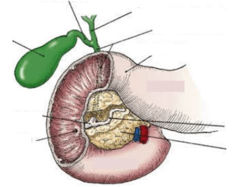 Duodenal Loop Quiz