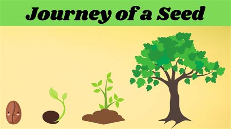 Journey Of A Seed Ll From Seed To Tree Ll Seed Germination YouTube