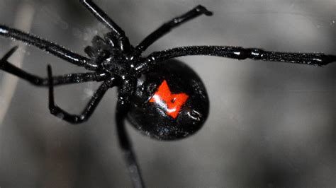 Etapas De La Mordedura De La Viuda Negra Araña Viuda Negra Síntomas