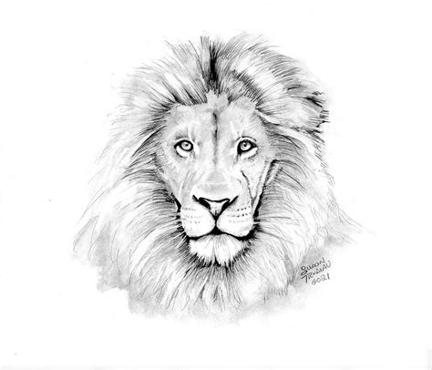 Realistic Lion Drawings
